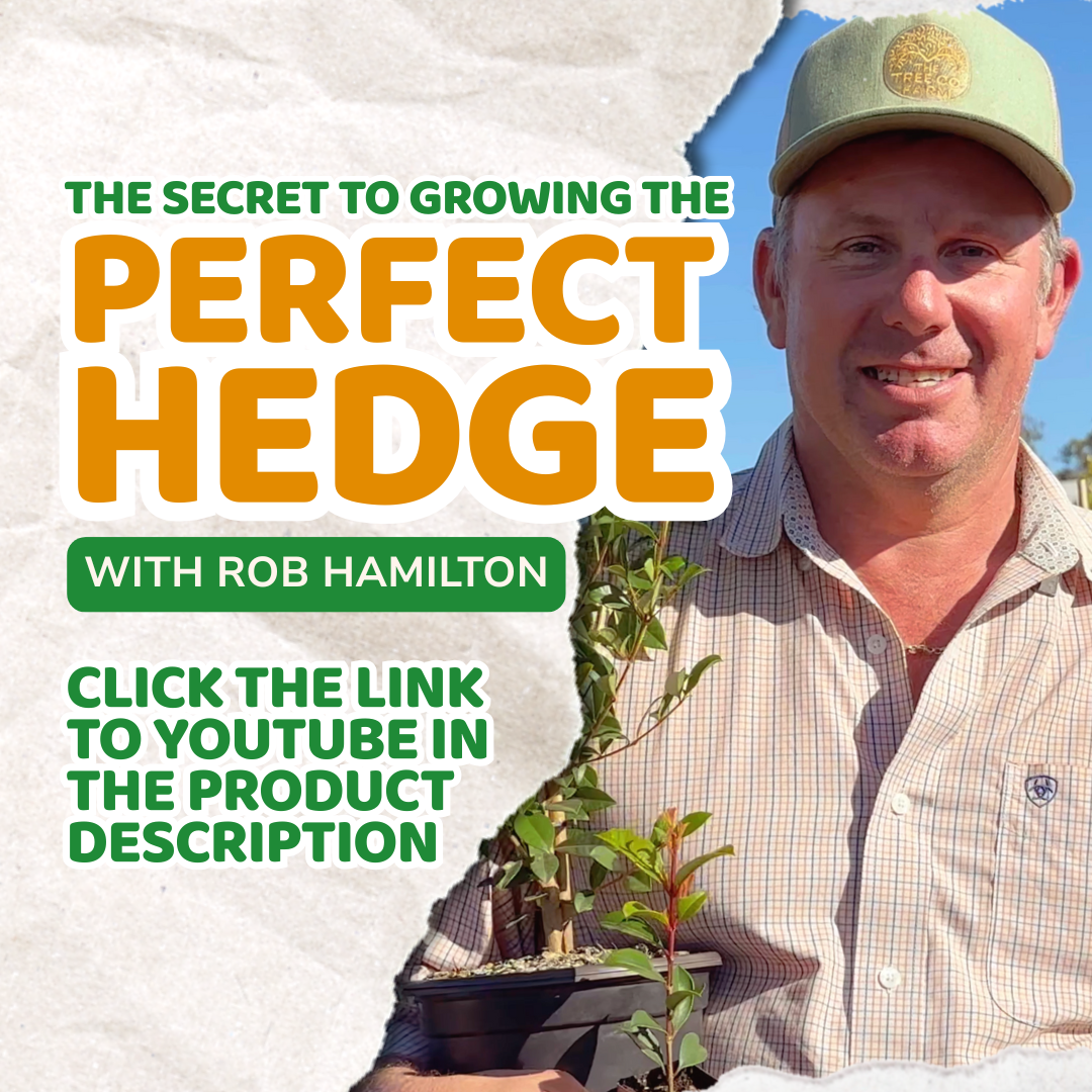 Lilly Pilly ‘Resilience’ - Buy direct and SAVE BIG - 1.4m quality trees ...