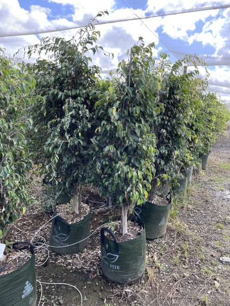 Ficus benjamina Midnight Beauty 45 Ltr | The Tree Co Farm