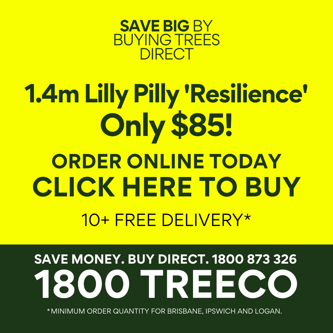 Lilly Pilly ‘Resilience’ - Buy direct and SAVE BIG - 1.4m quality trees ...