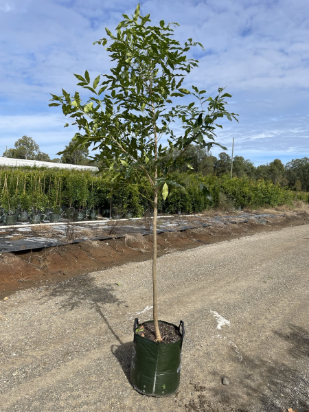 Flindersia australis 45 Ltr | The Tree Co Farm