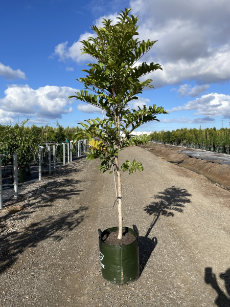 Harpullia hillii 45 Ltr | The Tree Co Farm