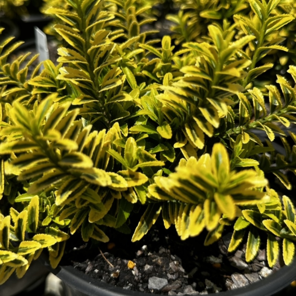 Euonymus japonicus microphyllus (Gold Thumb) 140 mm | The Tree Co Farm