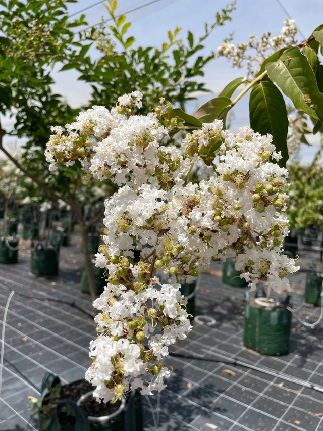 Lagerstroemia Natchez {Crepe Myrtle} 100 Ltr (2171-204)