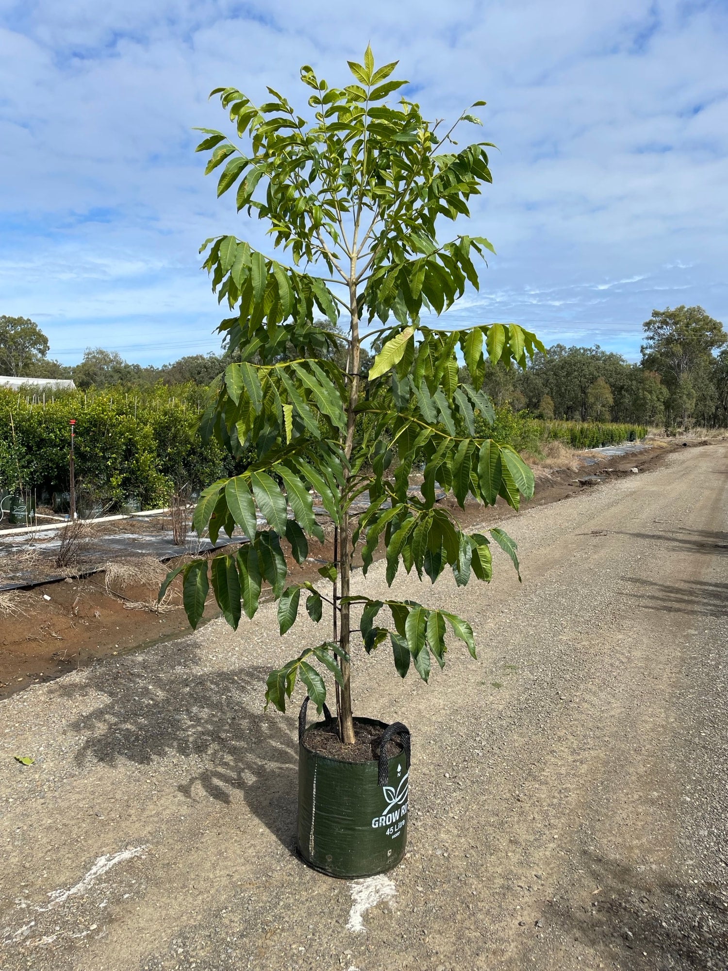 Flindersia schottiana 45 Ltr (2171-223) | The Tree Co Farm