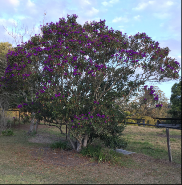 Tibouchina Lepidota Alstonville The Tree Co Farm tibouchina-lepidota-alstonville-the-tree-co-farm