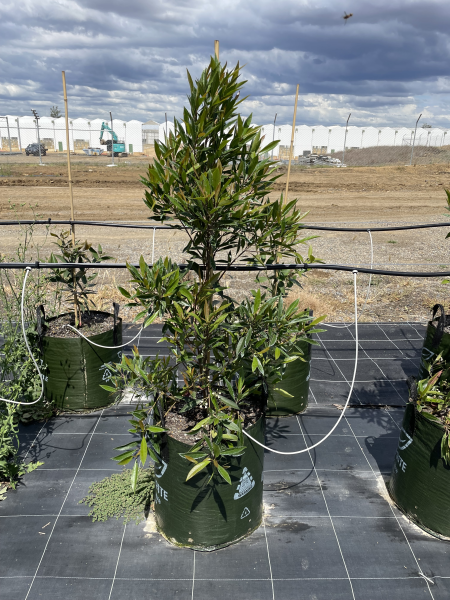 Elaeocarpus Green Dream PBR 45 Ltr | The Tree Co Farm