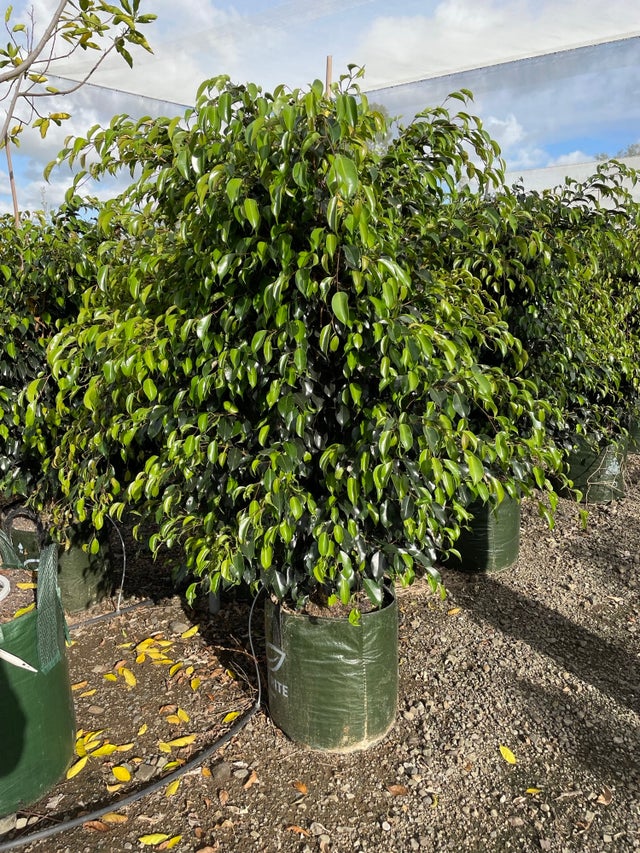 Ficus benjamina Midnight Beauty 45 Ltr