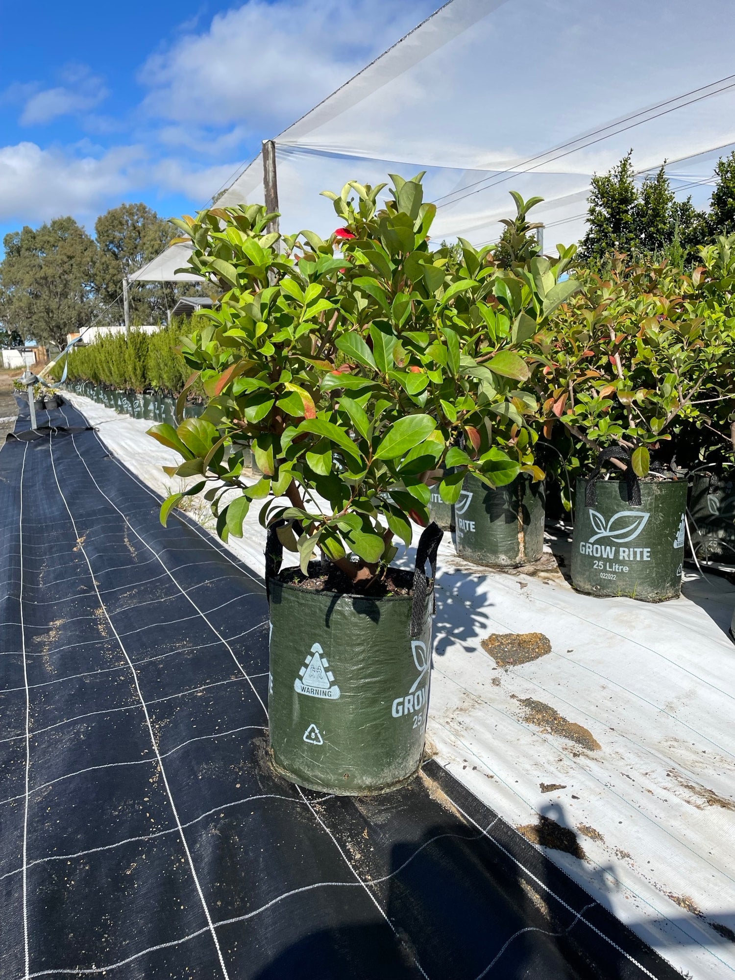 Viburnum odoratissimum 300 mm | The Tree Co Farm