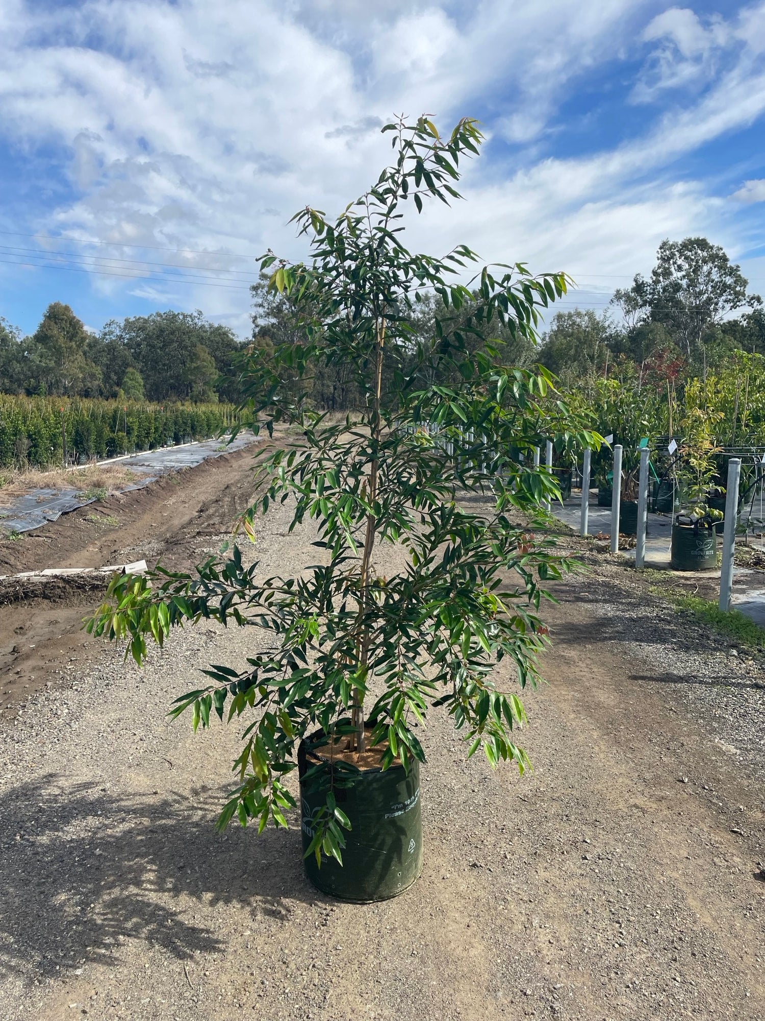 Waterhousia floribunda Weeping Lilly Pilly 45Ltr | The Tree Co Farm