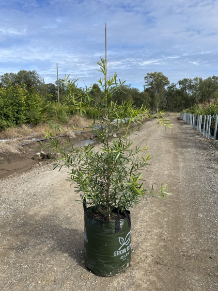 Podocarpus elatus 45 Ltr | The Tree Co Farm