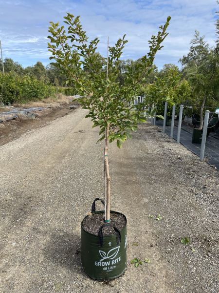 Tabebuia chrysotricha 45 Ltr | The Tree Co Farm
